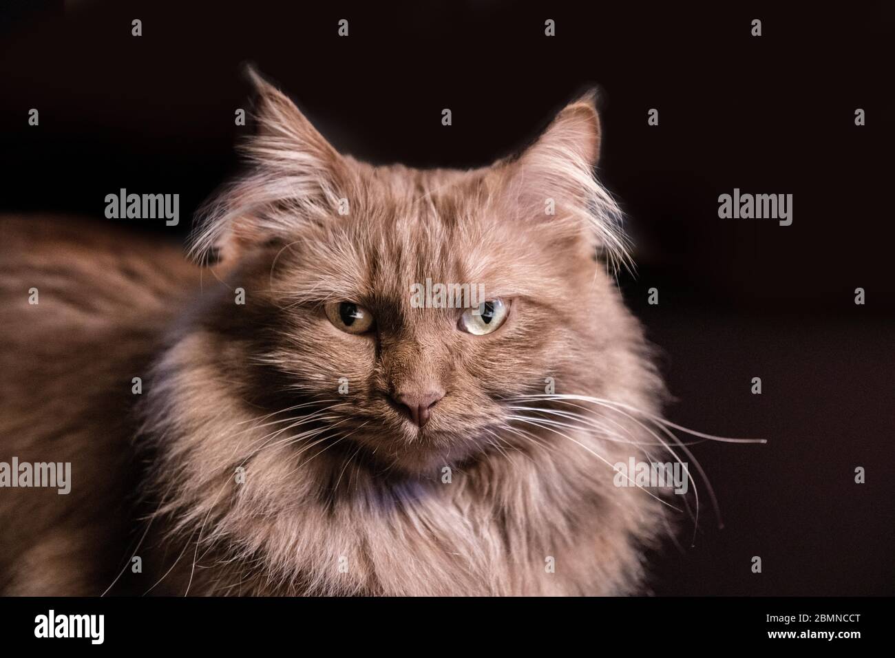 A pensive cat - a munchkin rare breed looking pensive inside Stock ...