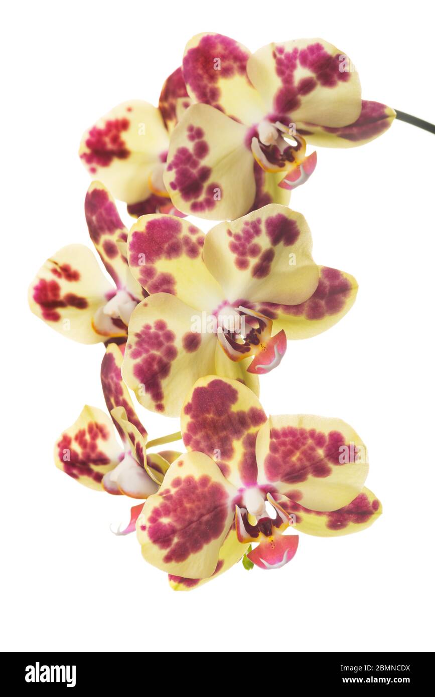 Beautiful bouquet of yellow orchid flowers. Bunch of luxury tropical ...