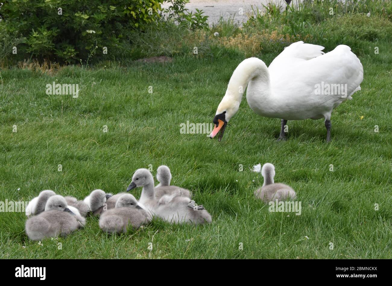 Lubin, Poland. 10th May, 2020. Dinosaur Park in Lubin. There are ...