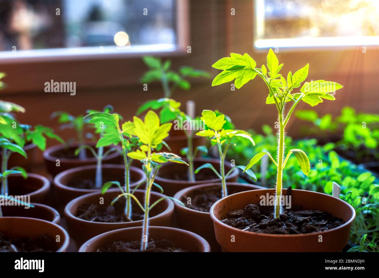 Small sapling plant growing indoor beneath a window towards warm ...