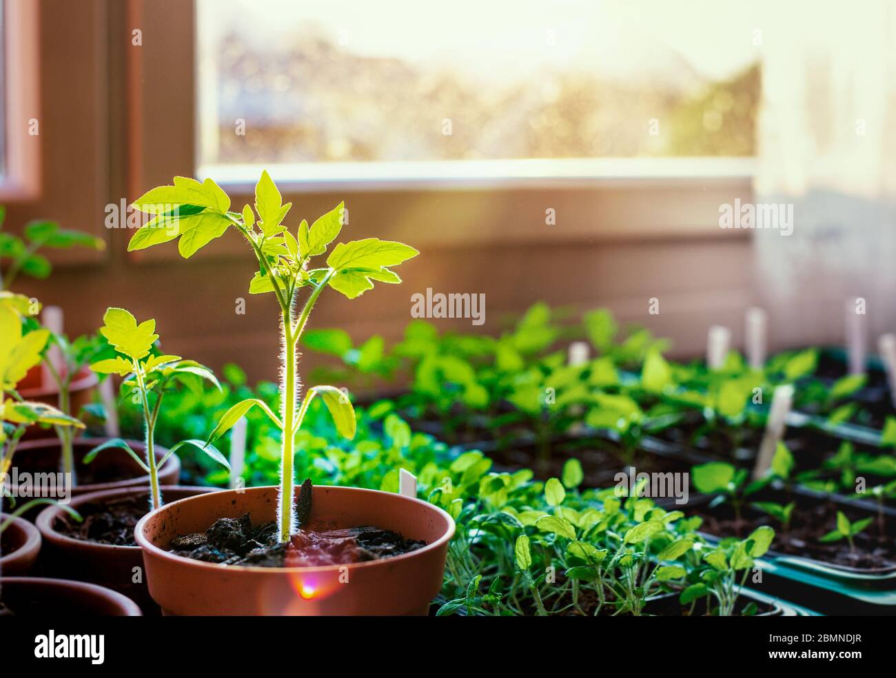 Small sapling plant growing indoor beneath a window towards warm ...