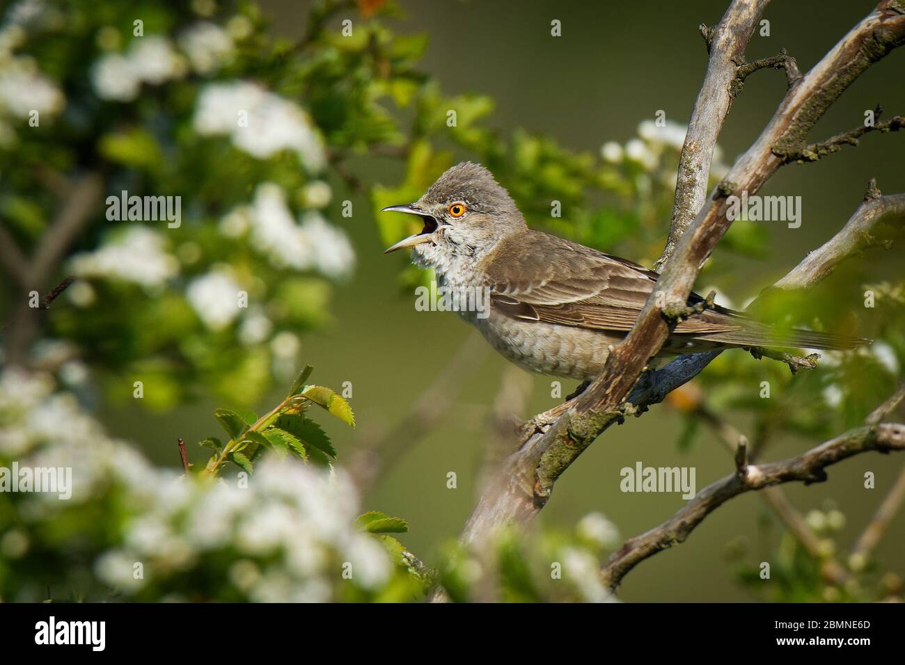 Barred Warbler - Sylvia nisoria singing birs, typical warbler, breeds ...