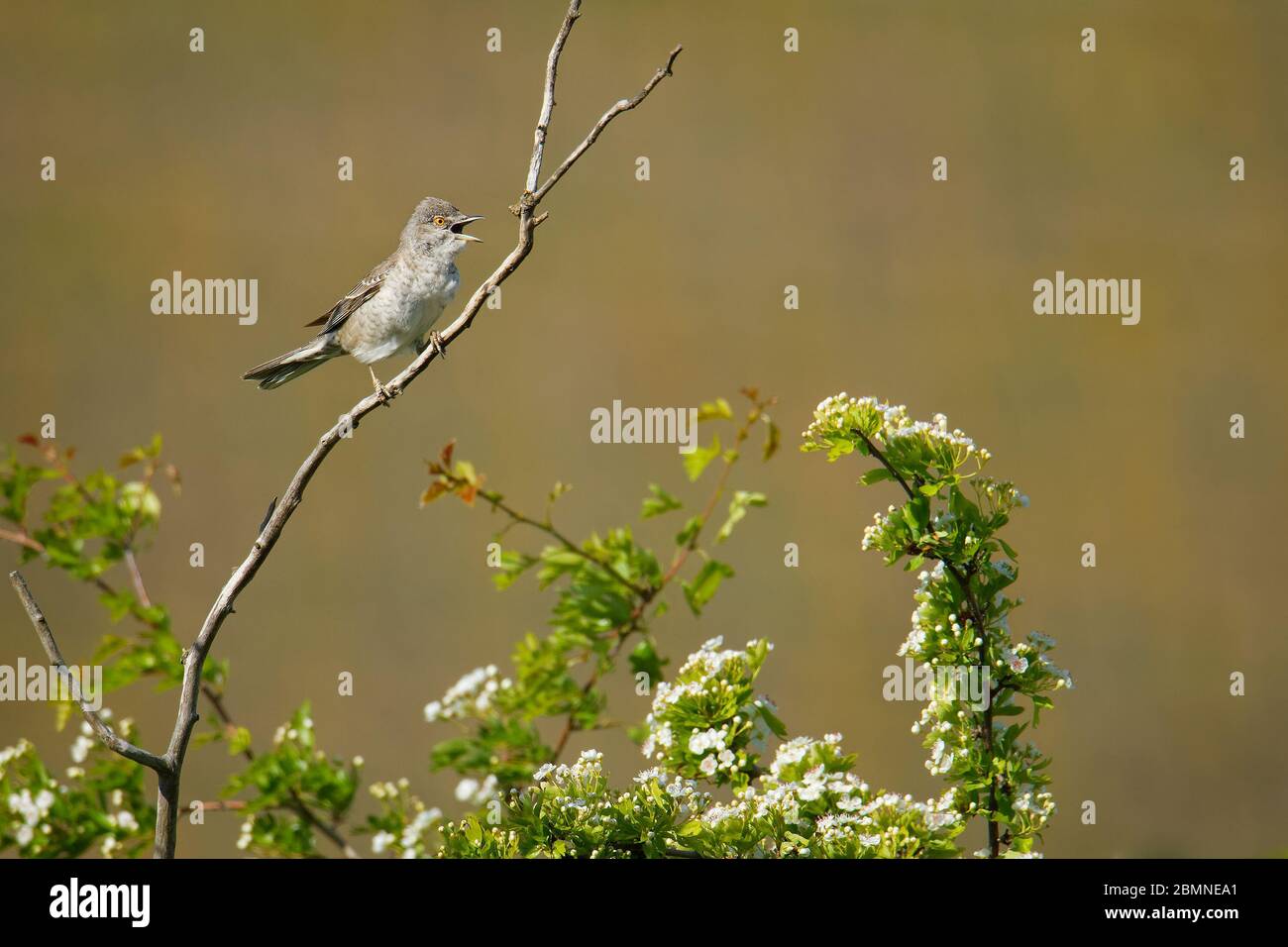 Barred Warbler - Sylvia nisoria singing birs, typical warbler, breeds ...