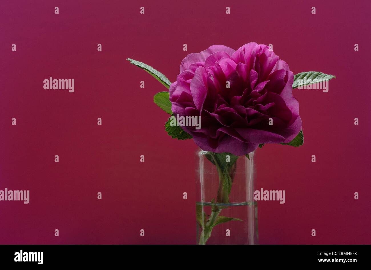 Rosa rugosa Roseraie de l'Hay seen in a glass vase in May Stock Photo ...