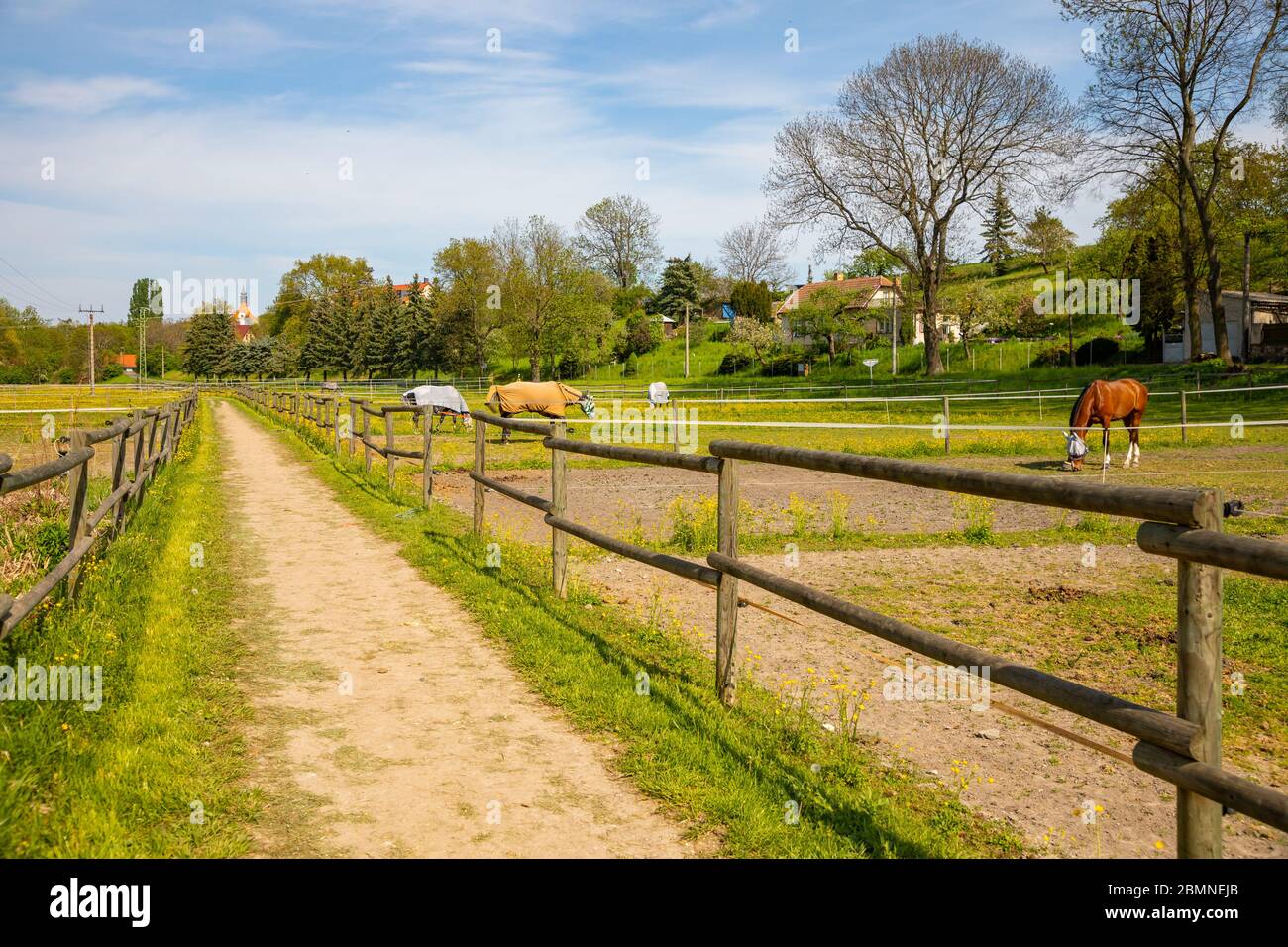 Beautiful countryside view with a horses animal in farm in deep ...