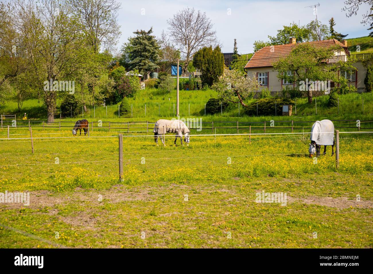 Beautiful countryside view with a horses animal in farm in deep ...