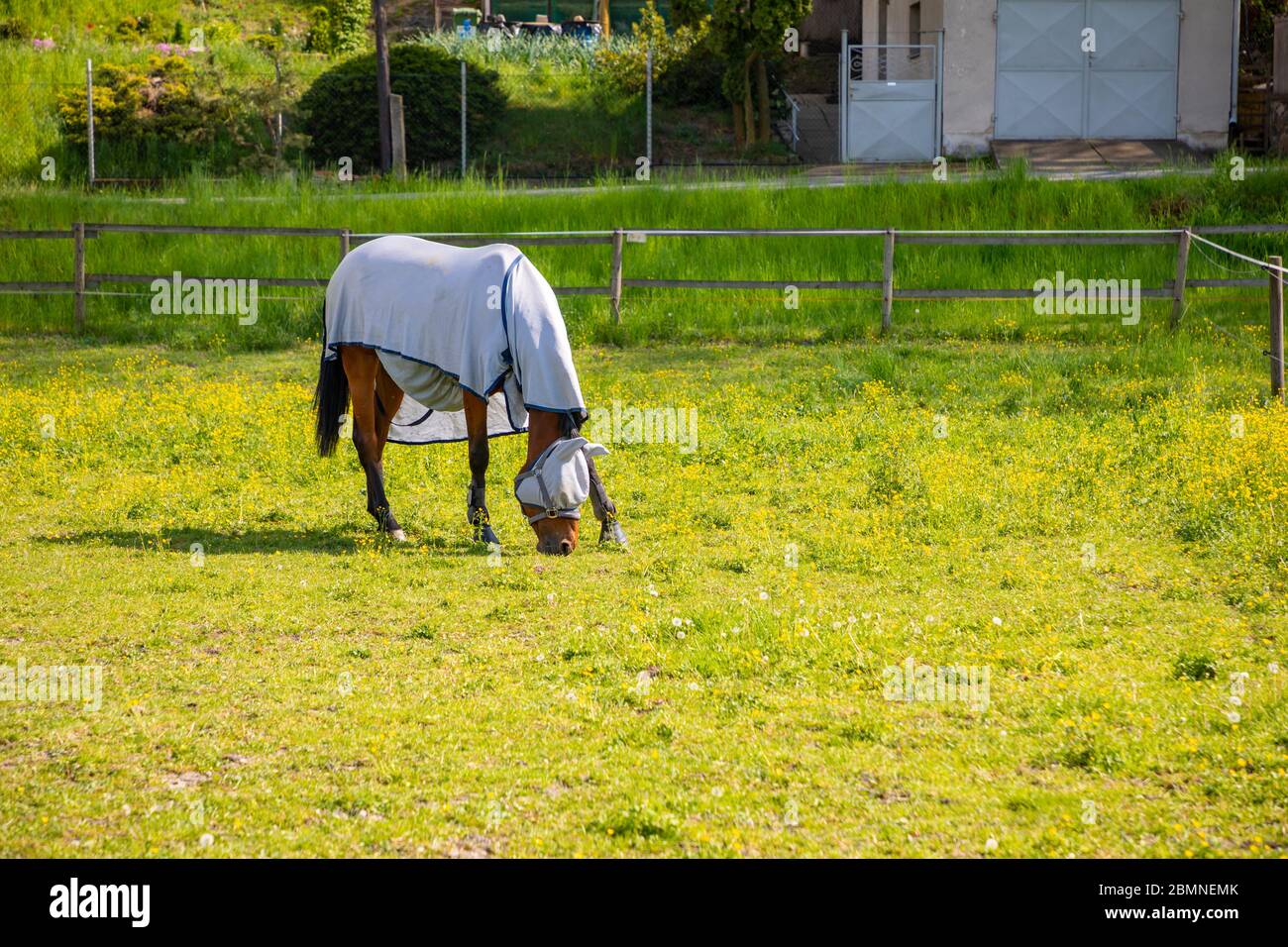 Beautiful countryside view with a horse animal in farm in deep ...