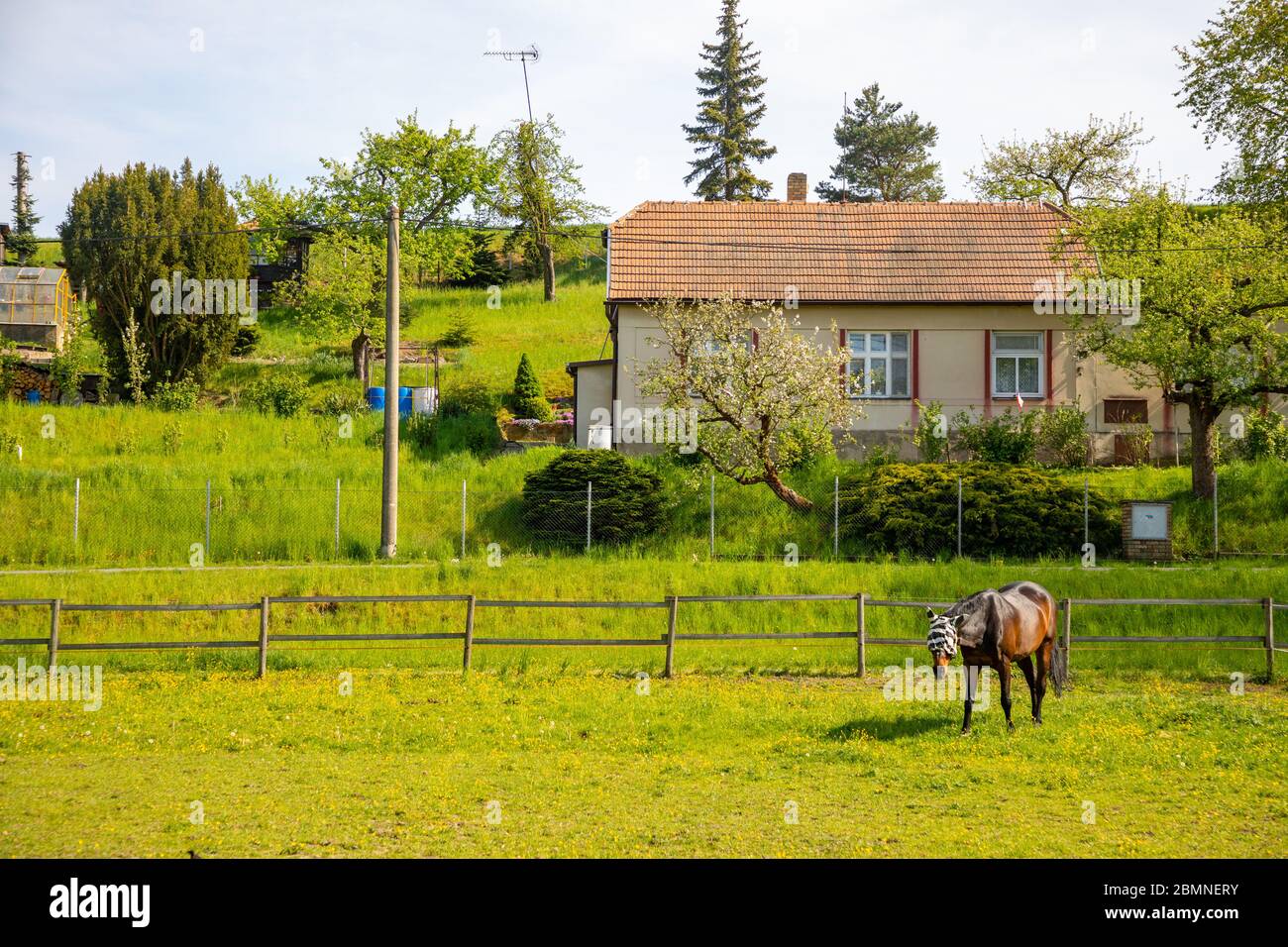 Beautiful countryside view with a horses animal in farm in deep ...