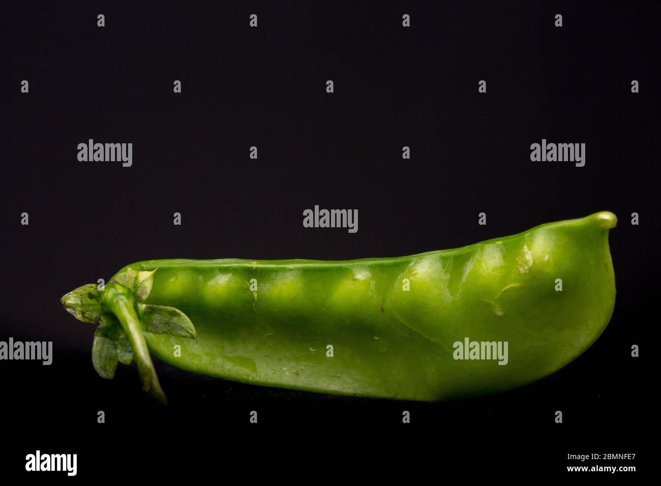 Specimen close up of texture and detail of a single vibrant green pea ...