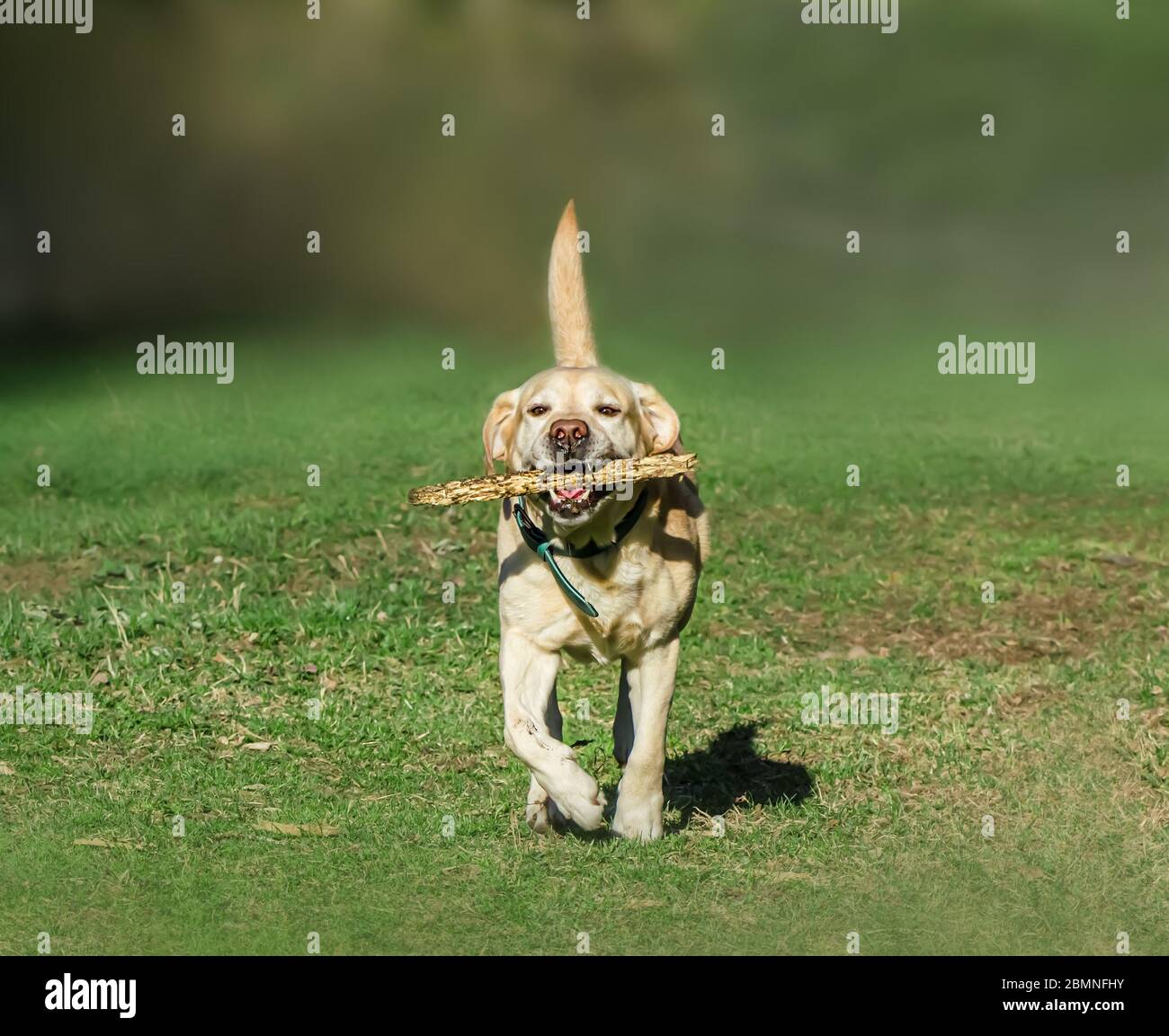 Labrador retrieving stick hi-res stock photography and images - Alamy