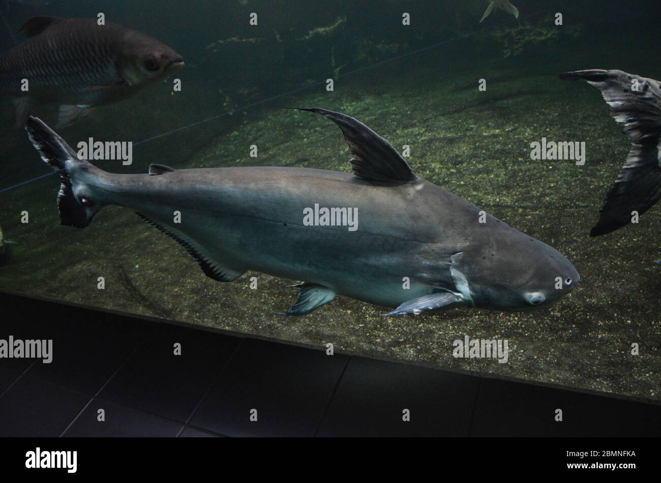 Tropical fish in aquarium, Berlin Stock Photo - Alamy