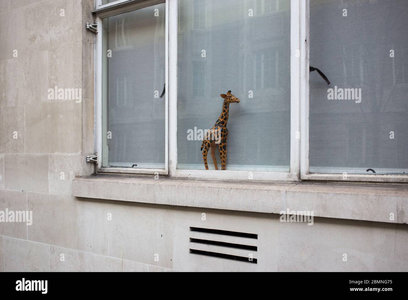 Giraffe in window hi-res stock photography and images - Alamy
