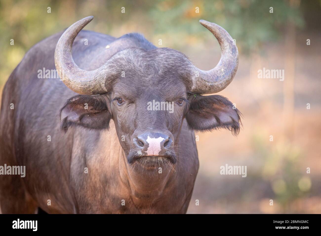 Young African buffalo starring at the camera in the Welgevonden Game ...