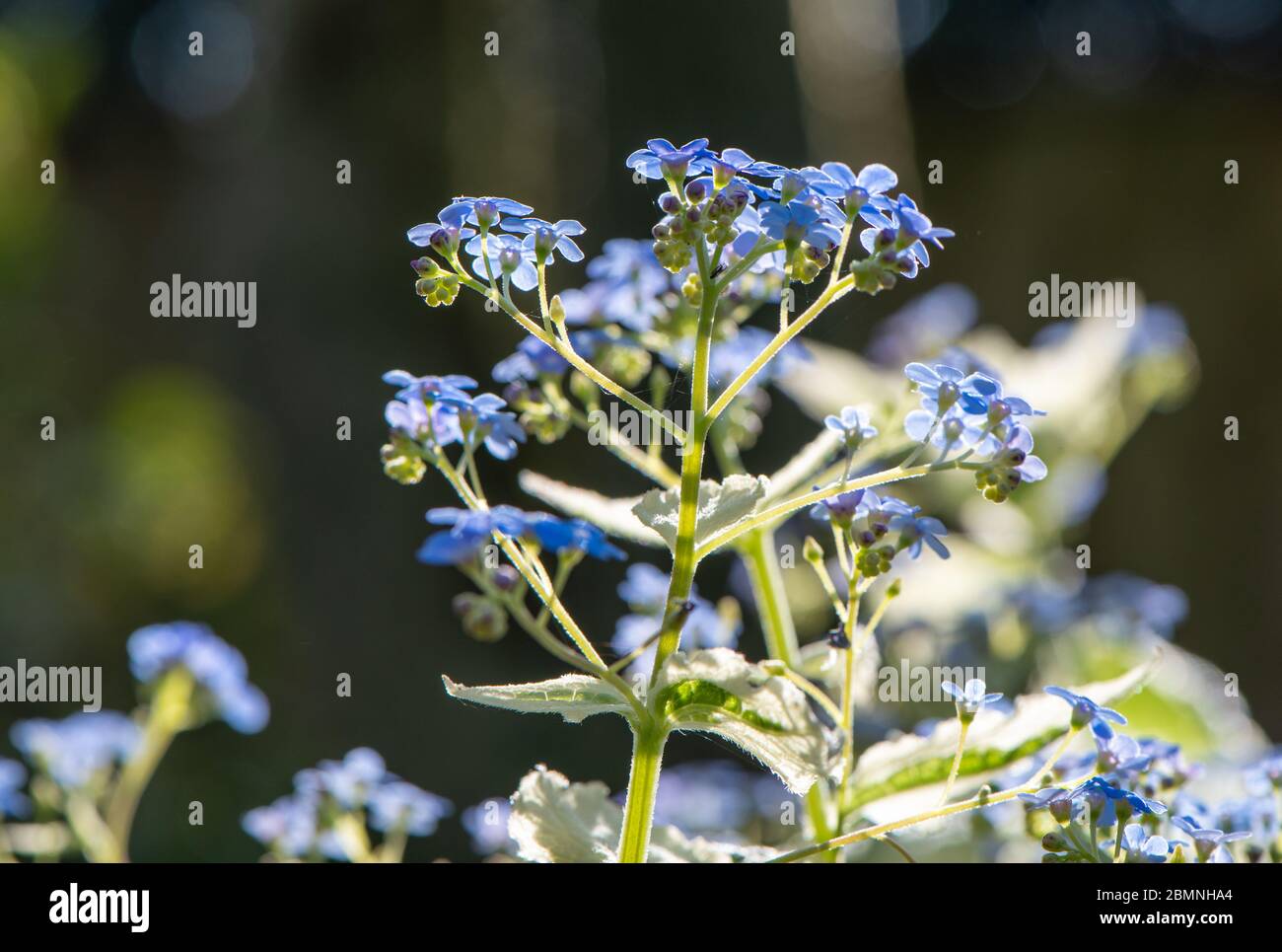 Brunnera hi-res stock photography and images - Alamy