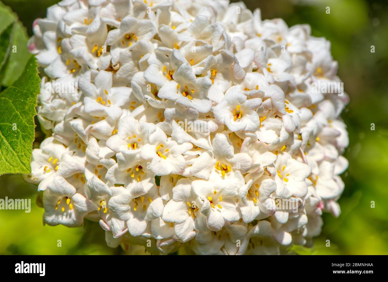 White viburnum, flowering shrub, Upper Wield, Hampshire, UK Stock Photo ...