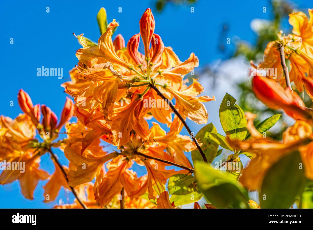 Azalia border hi-res stock photography and images - Alamy