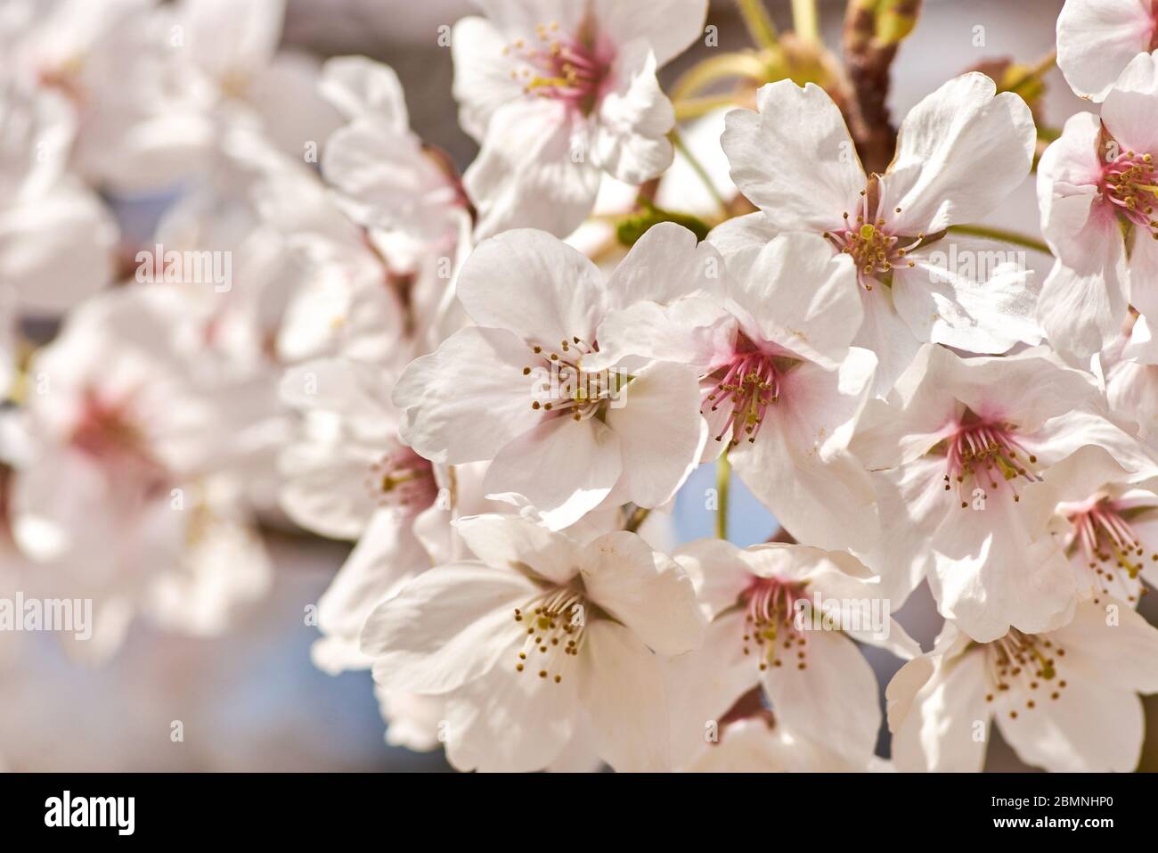 Beautiful Cherry blossoms Sakura in spring in Japan Stock Photo - Alamy