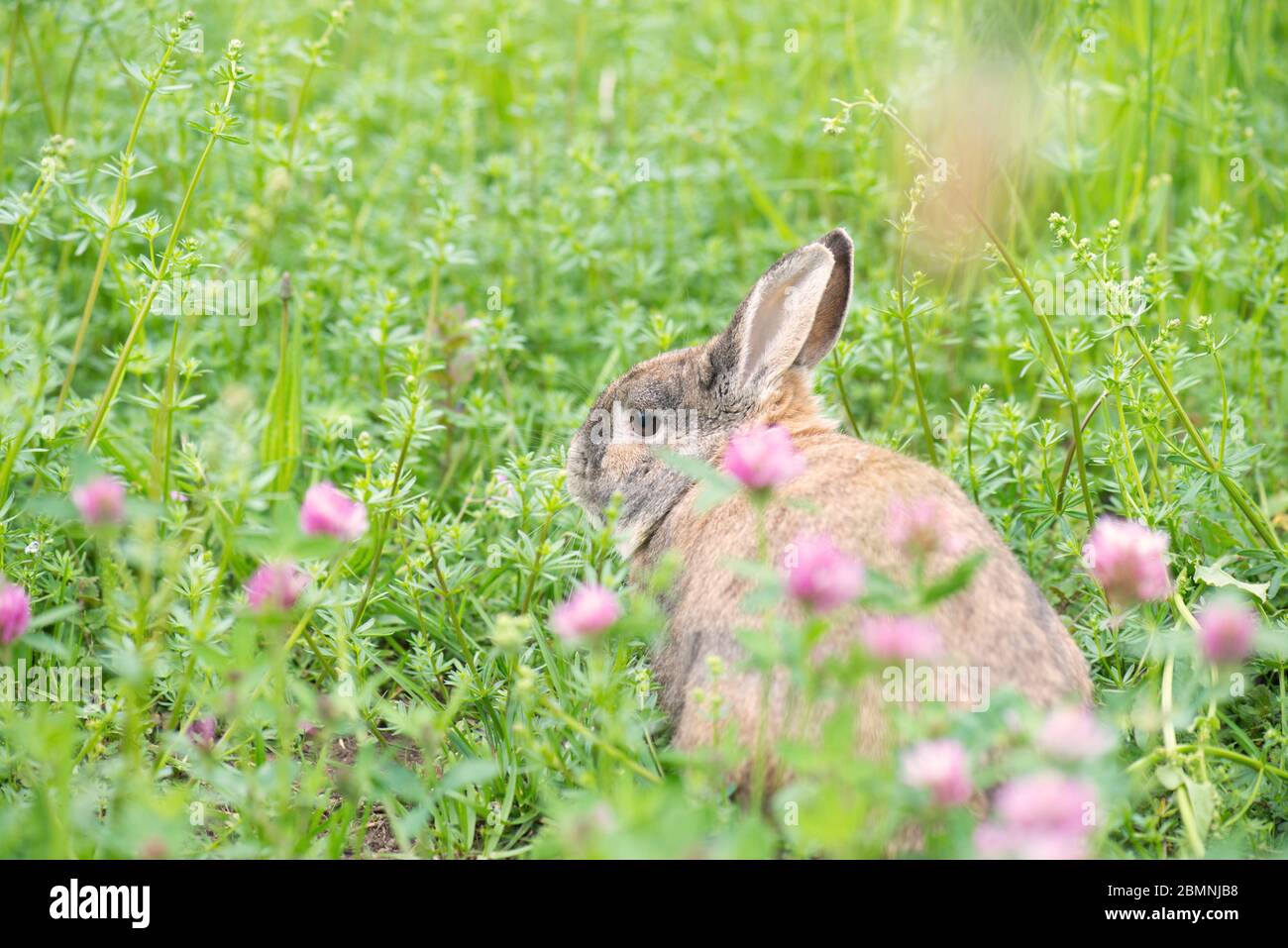 Rabbit on a meadow in the springtime Stock Photo - Alamy