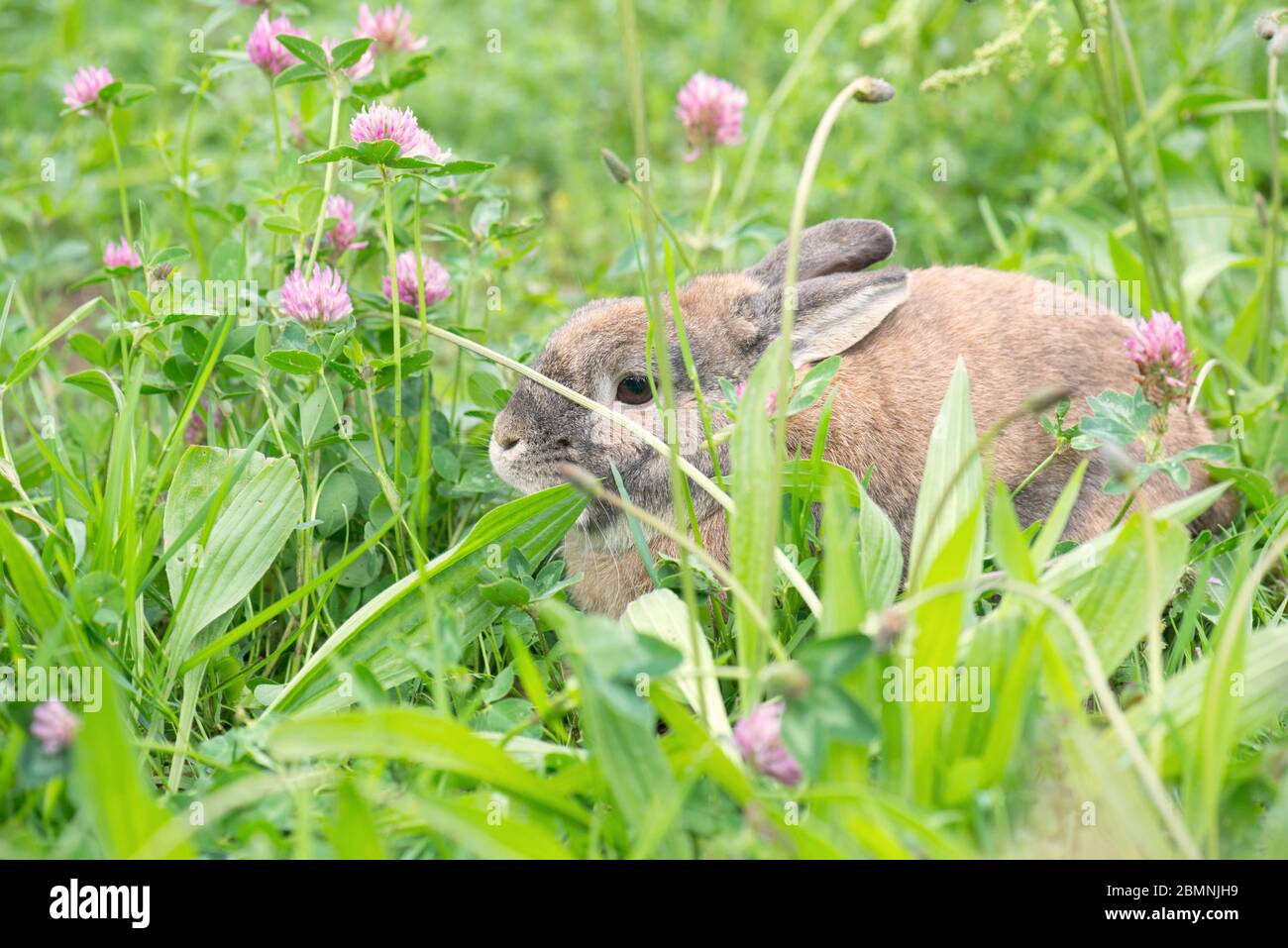 Rabbit on the meadow hi-res stock photography and images - Alamy