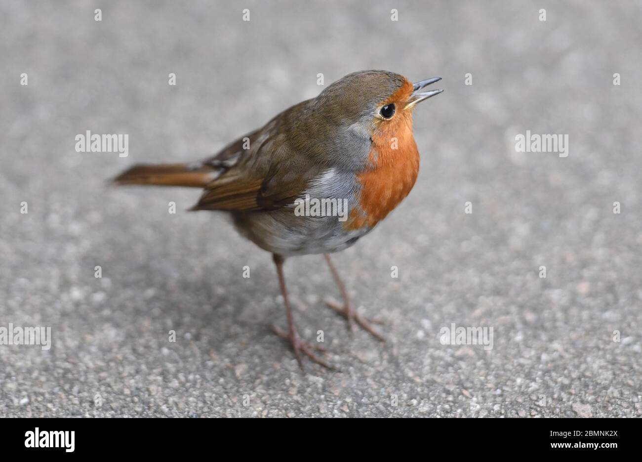 A robin in Downing Street in London Stock Photo - Alamy