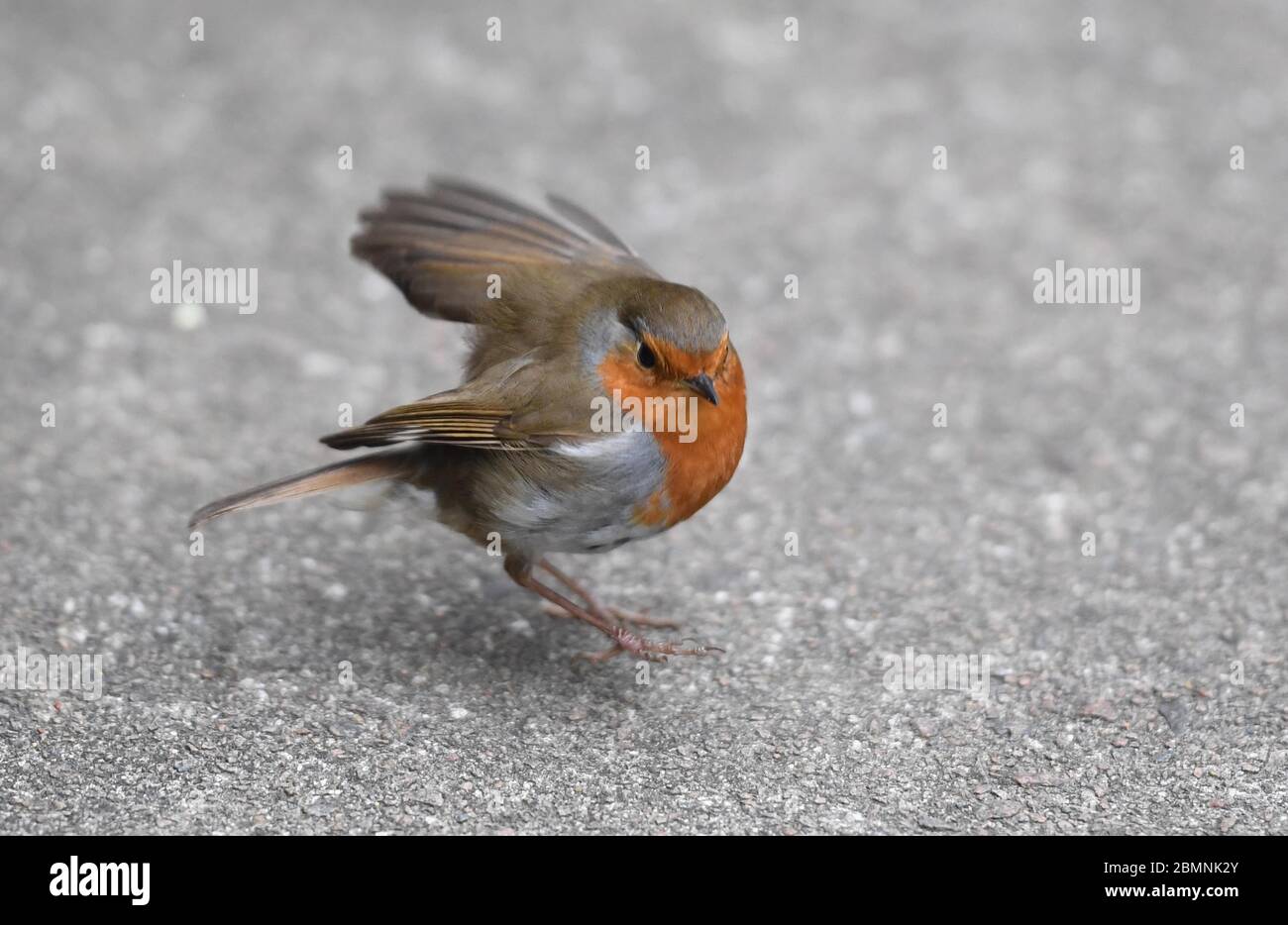 A robin in Downing Street in London Stock Photo - Alamy