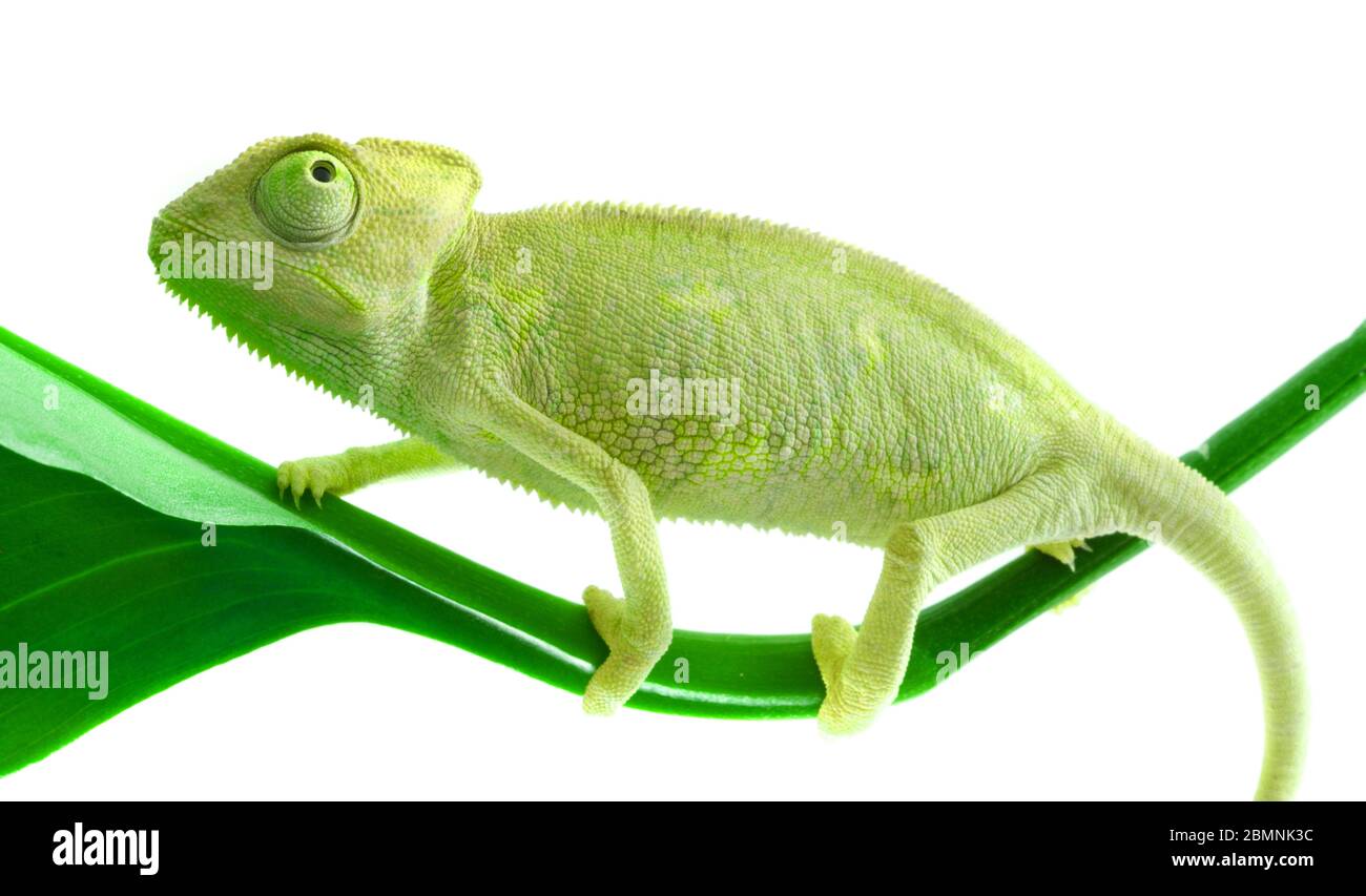 Small Chameleon green pet example Stock Photo - Alamy