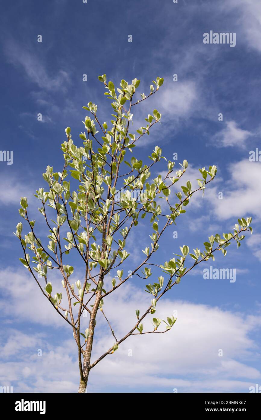 Tree sapling leaves hi-res stock photography and images - Alamy