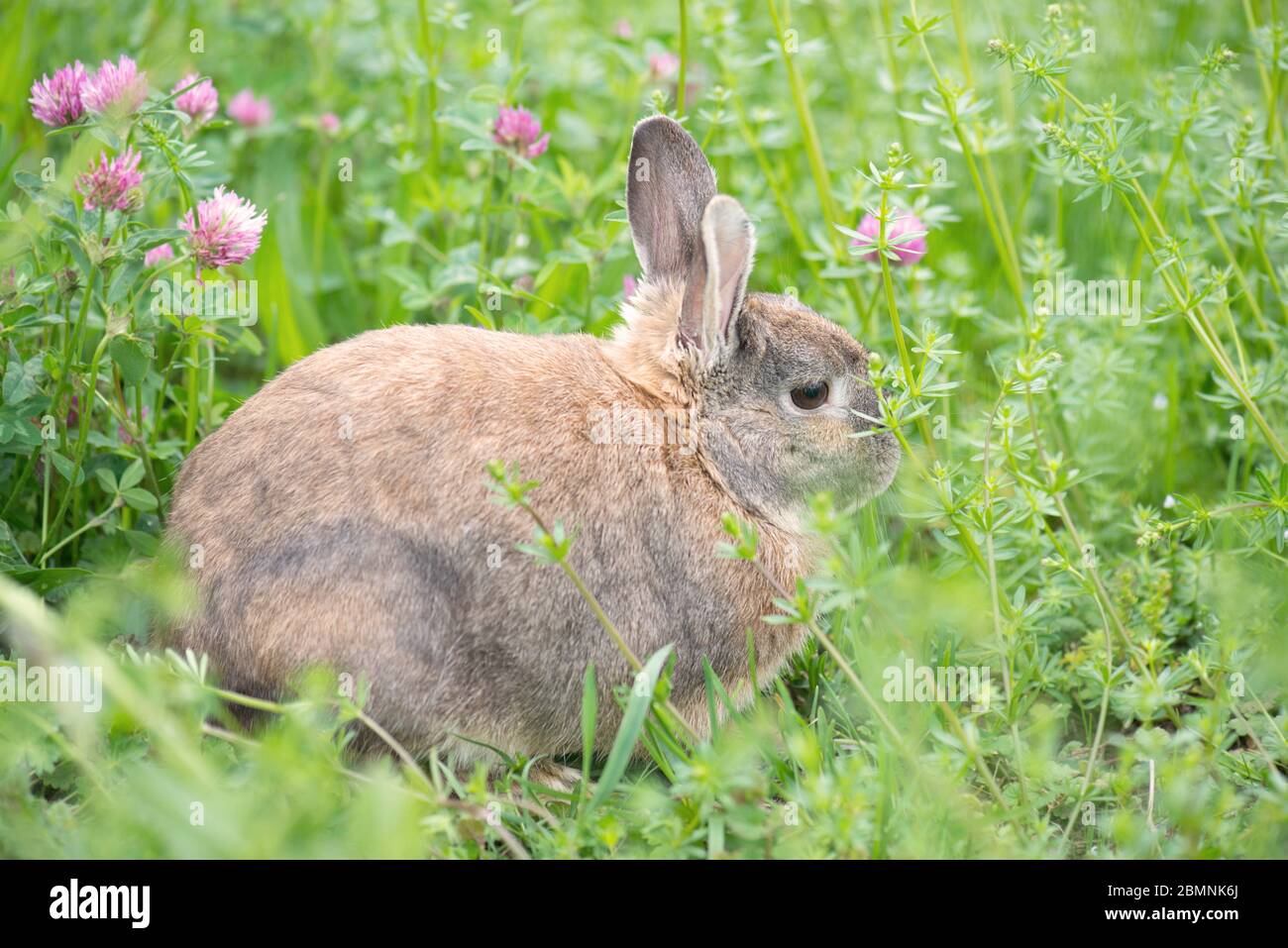 Baby rabbits burrow hi-res stock photography and images - Alamy
