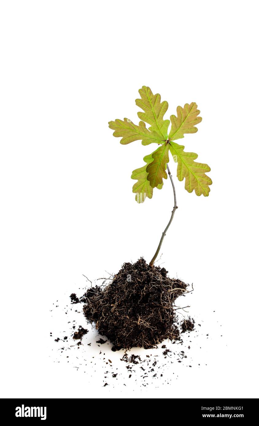 Oak tree sprout in soil isolated on white background Stock Photo - Alamy