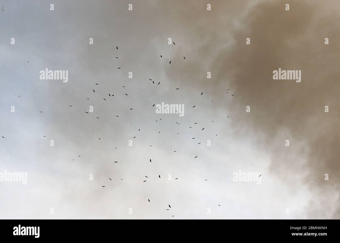 vultures feeding of insects driven up by fire from burning sugar cane ...