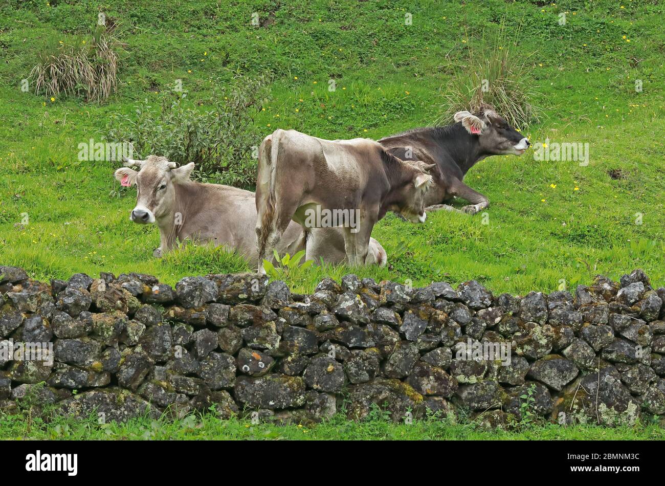 Peru domestic hi-res stock photography and images - Alamy