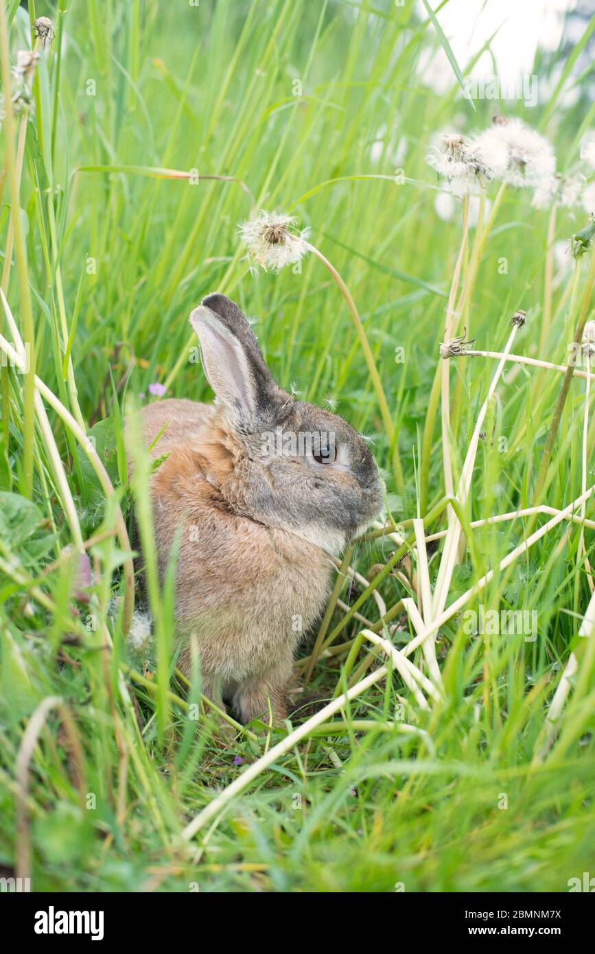 Rabbit on a meadow in the springtime Stock Photo - Alamy
