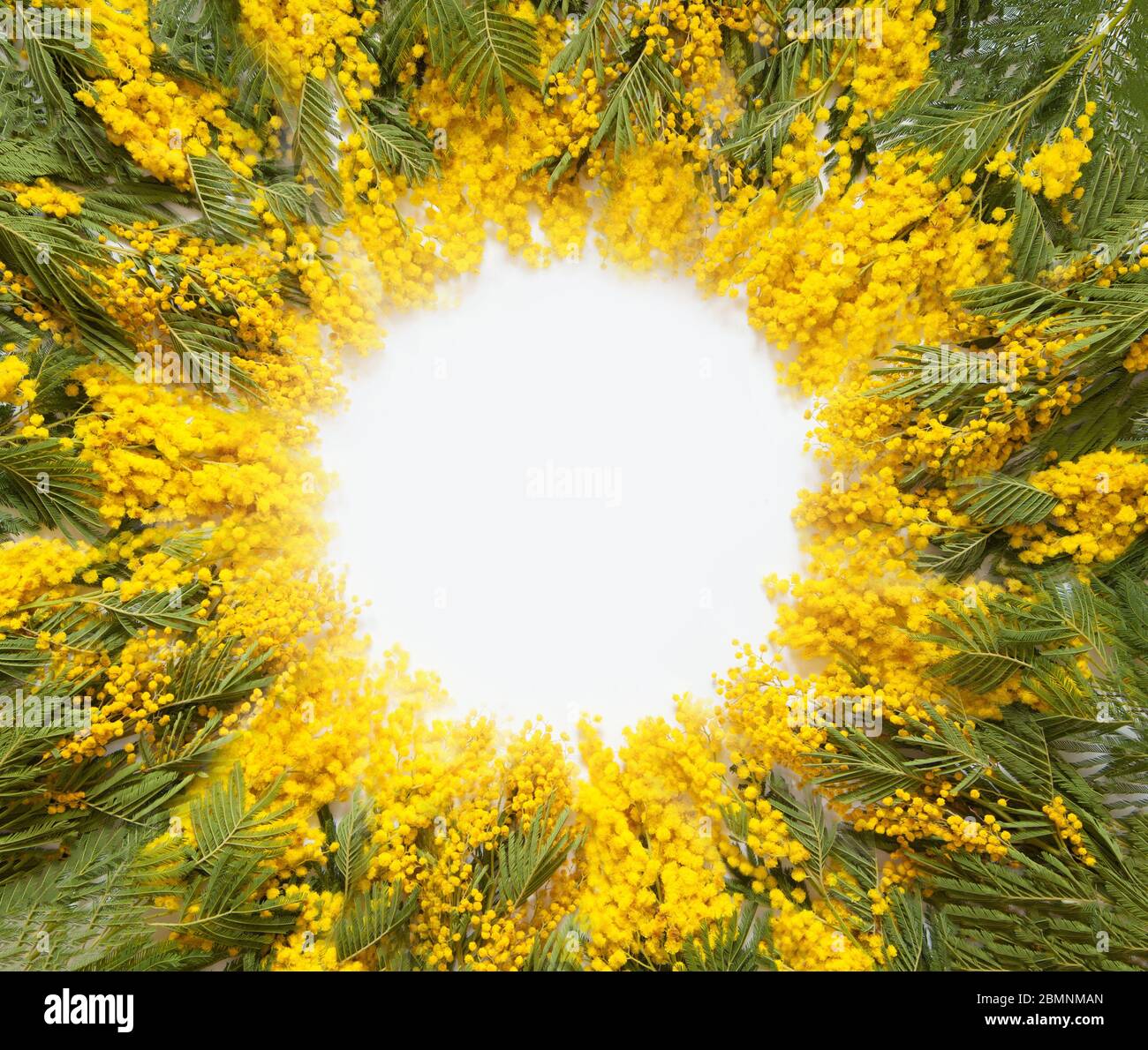 Round frame of mimosa flowers. Spring card. White background Stock ...