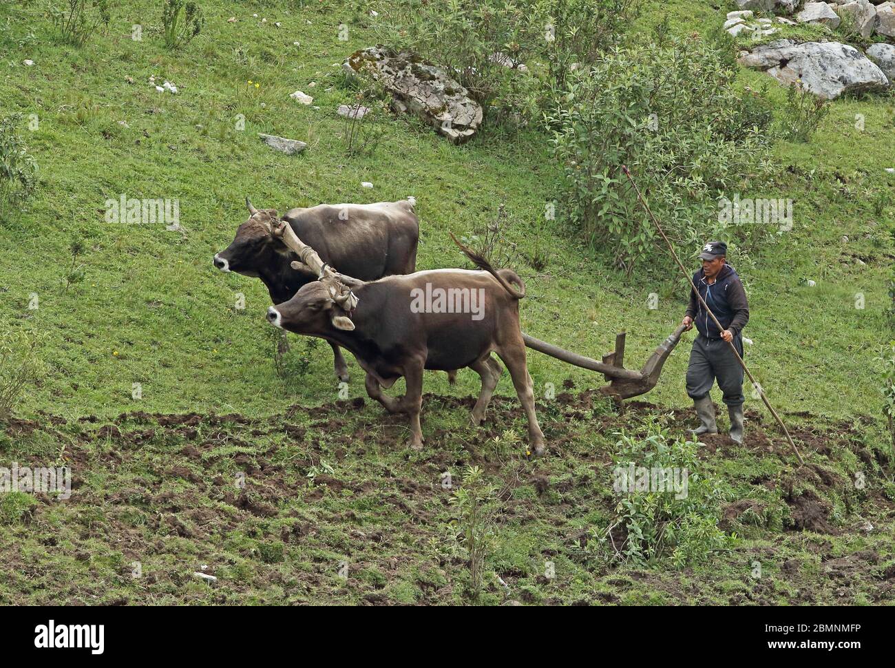 farmer ploughing steep slope with cattle drawing plough northern Peru ...