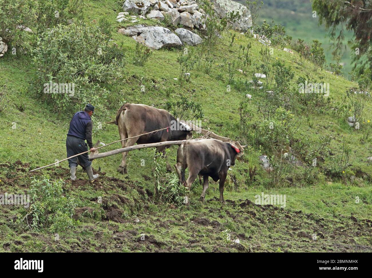 farmer ploughing steep slope with cattle drawing plough northern Peru ...