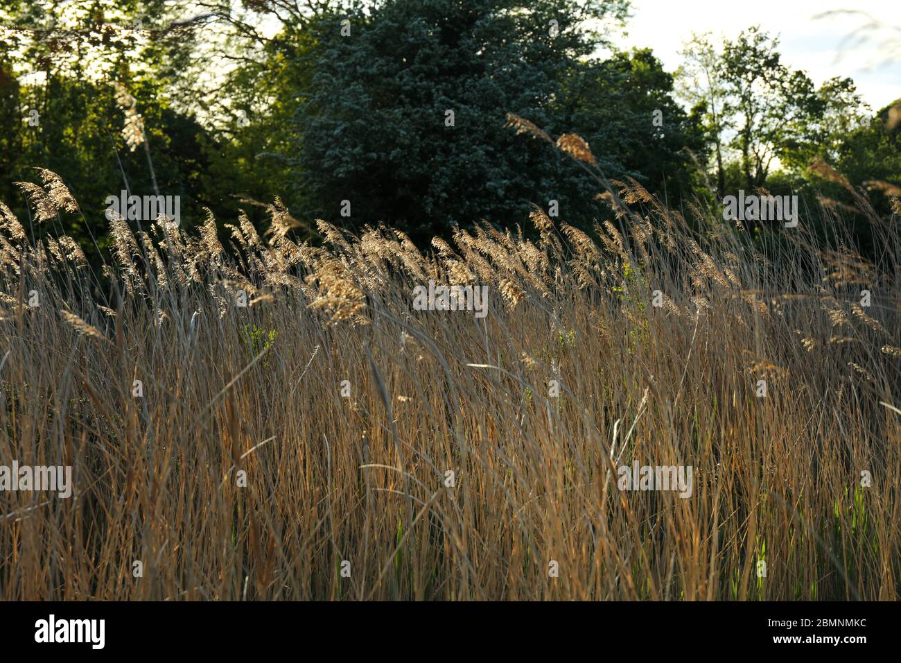 Reed bed (Phragmites australis) in the marsh Stock Photo - Alamy