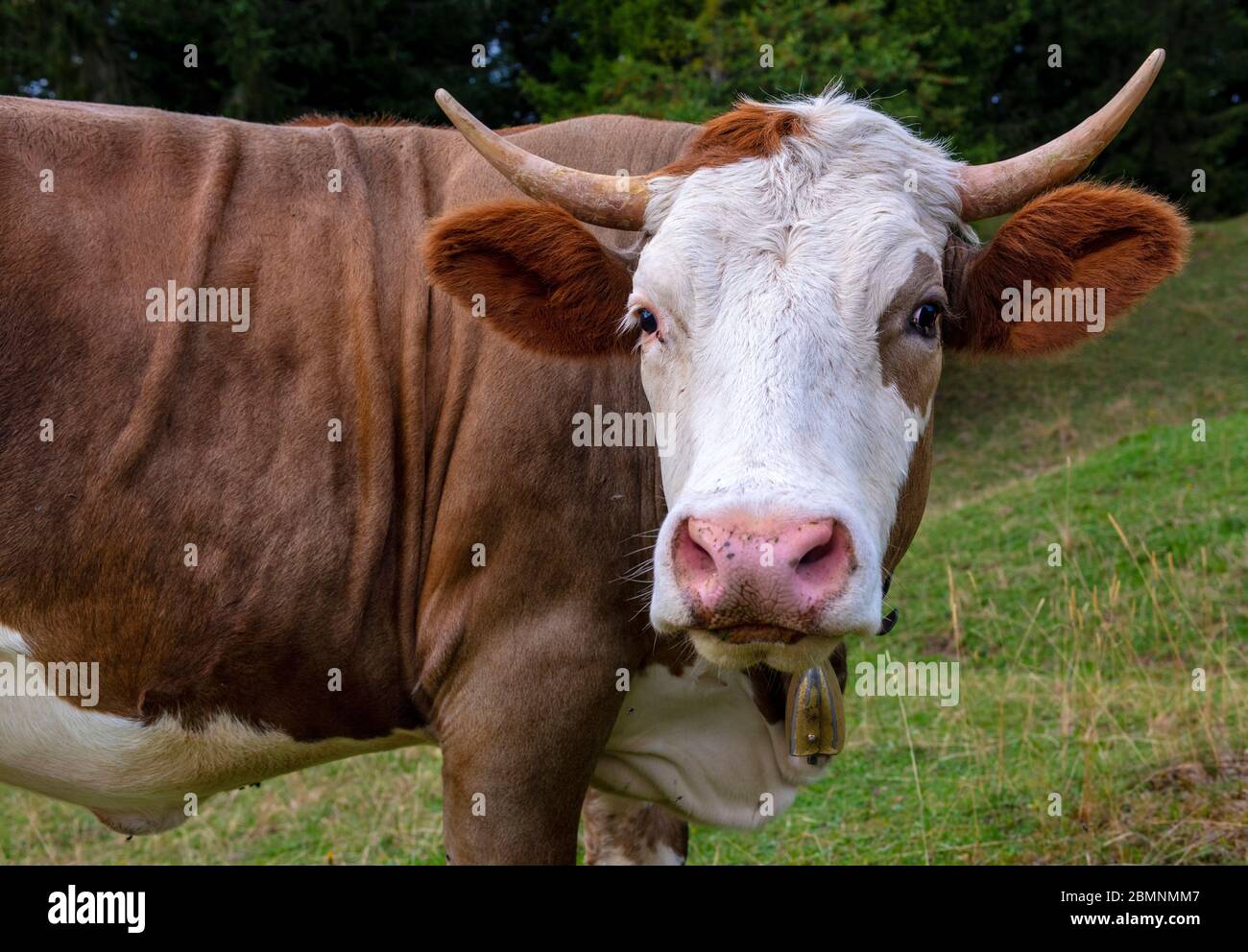 portrait of single cow in meadow Stock Photo - Alamy