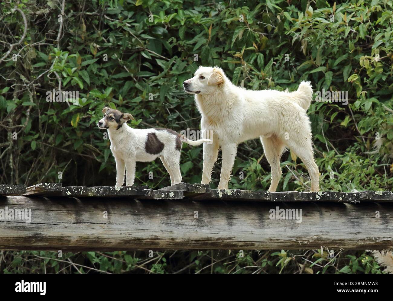 Peru domestic hi-res stock photography and images - Alamy