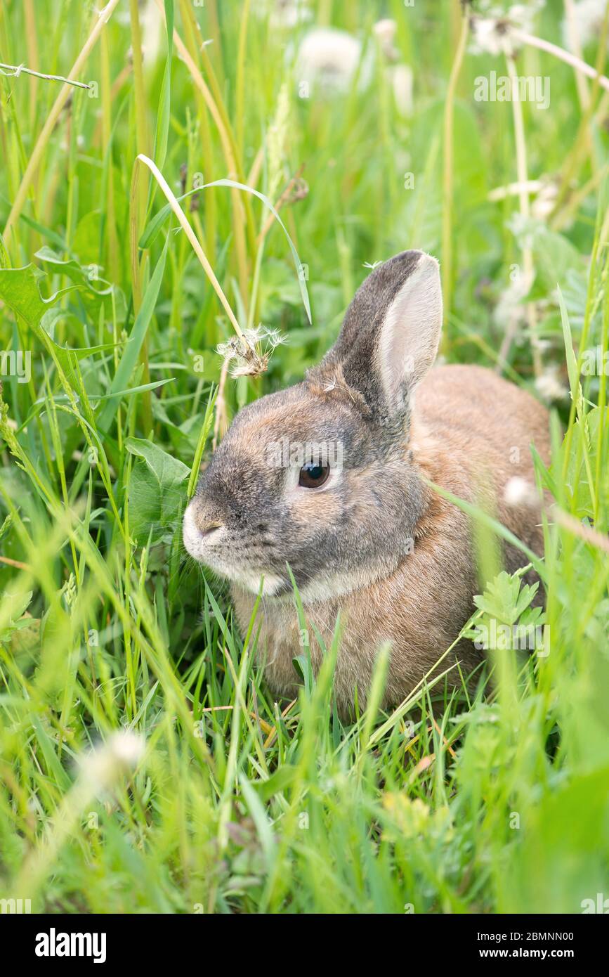 Rabbit on a meadow in the springtime Stock Photo - Alamy