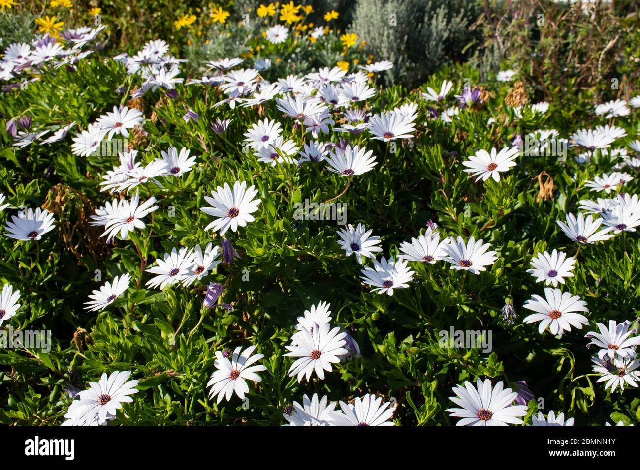 Flowers and plants in the Exotic garden of Monaco Monte Carlo Stock ...
