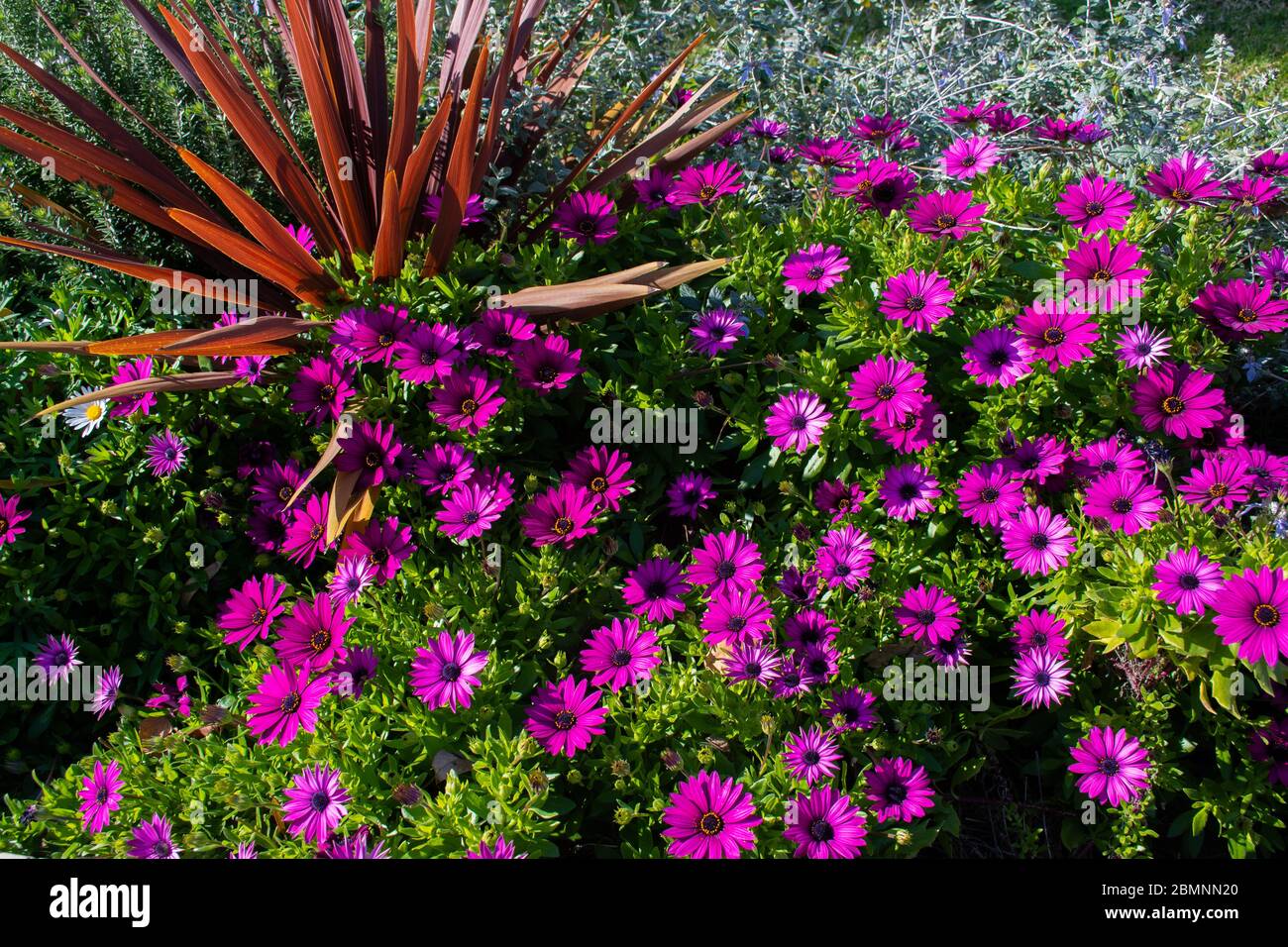 Cactus garden monaco monte carlo hi-res stock photography and images ...