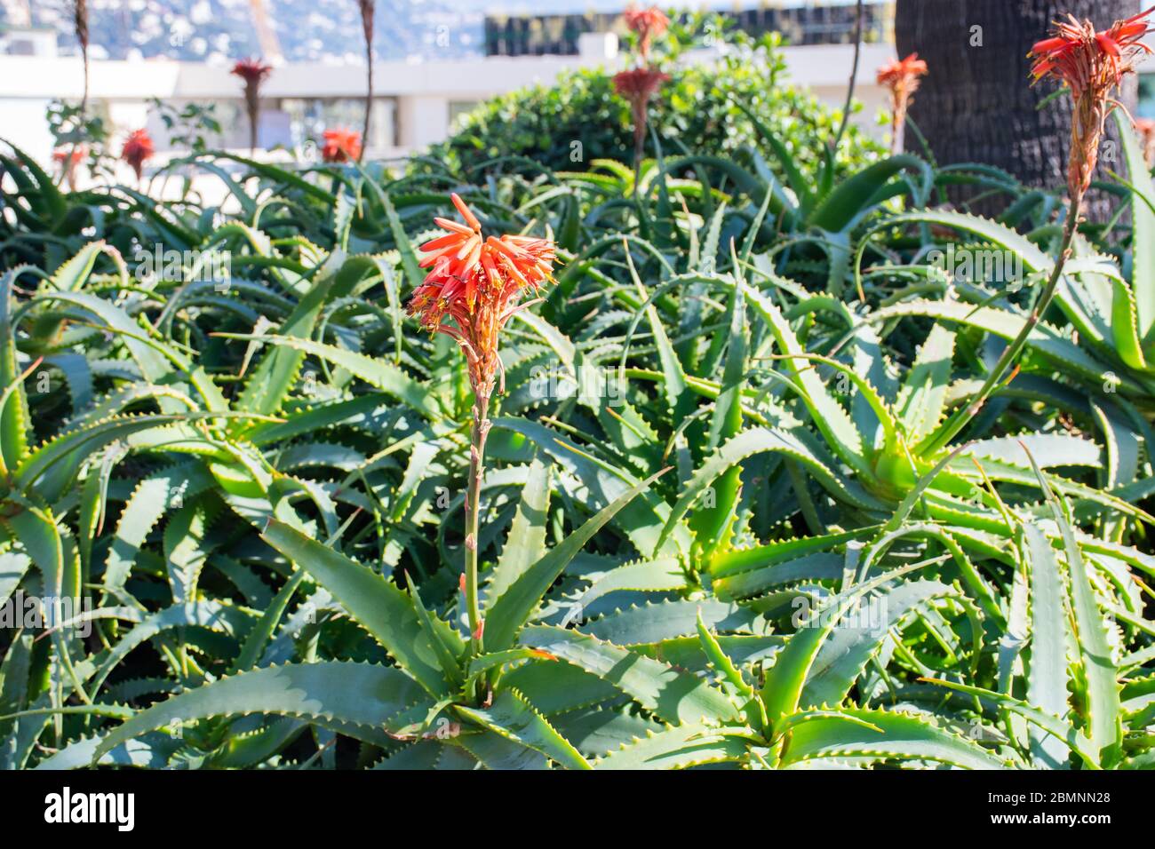 Flowers and plants in the Exotic garden of Monaco Monte Carlo Stock ...