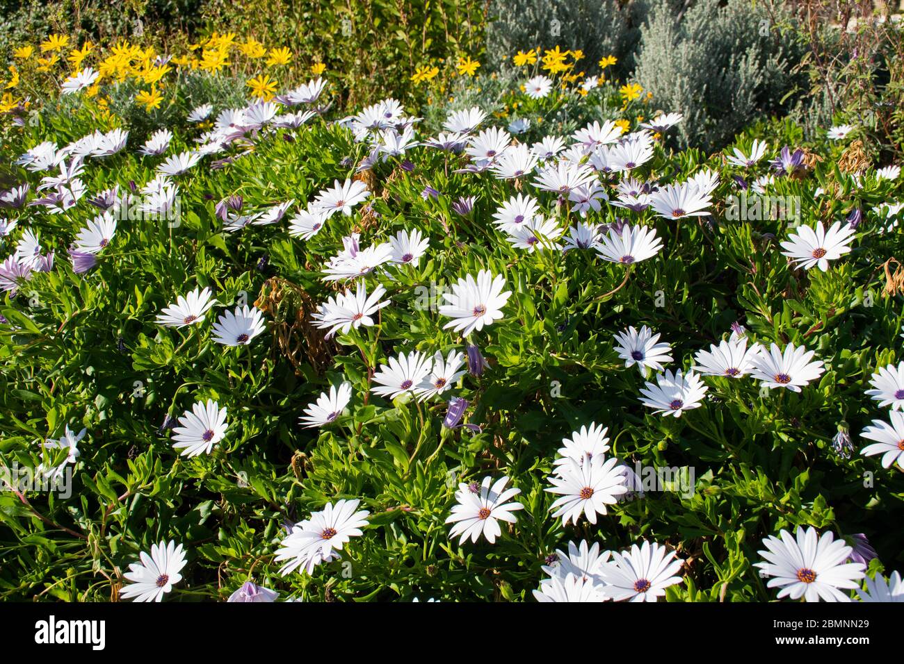 Flowers and plants in the Exotic garden of Monaco Monte Carlo Stock ... Flowers and plants in the Exotic garden of Monaco Monte Carlo Stock ...