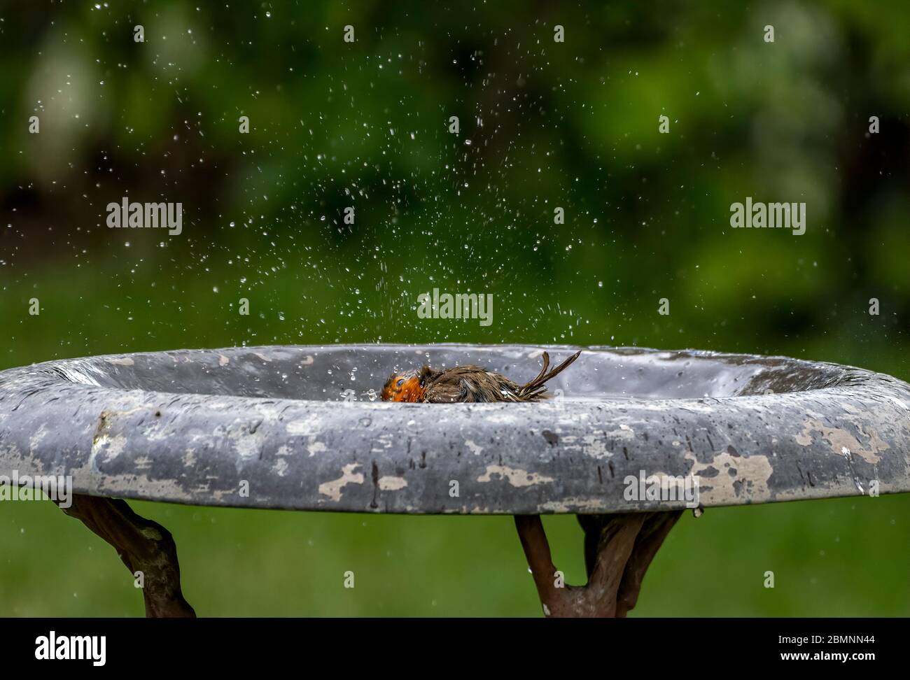 Robin redbreast Erithacus rubecula splashing around in a bird bath ...
