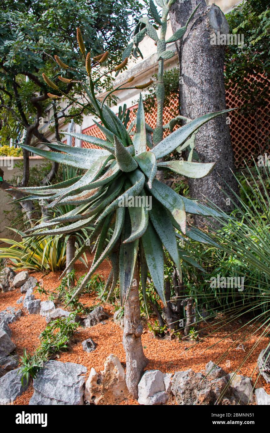 Flowers and plants in the Exotic garden of Monaco Monte Carlo Stock ...