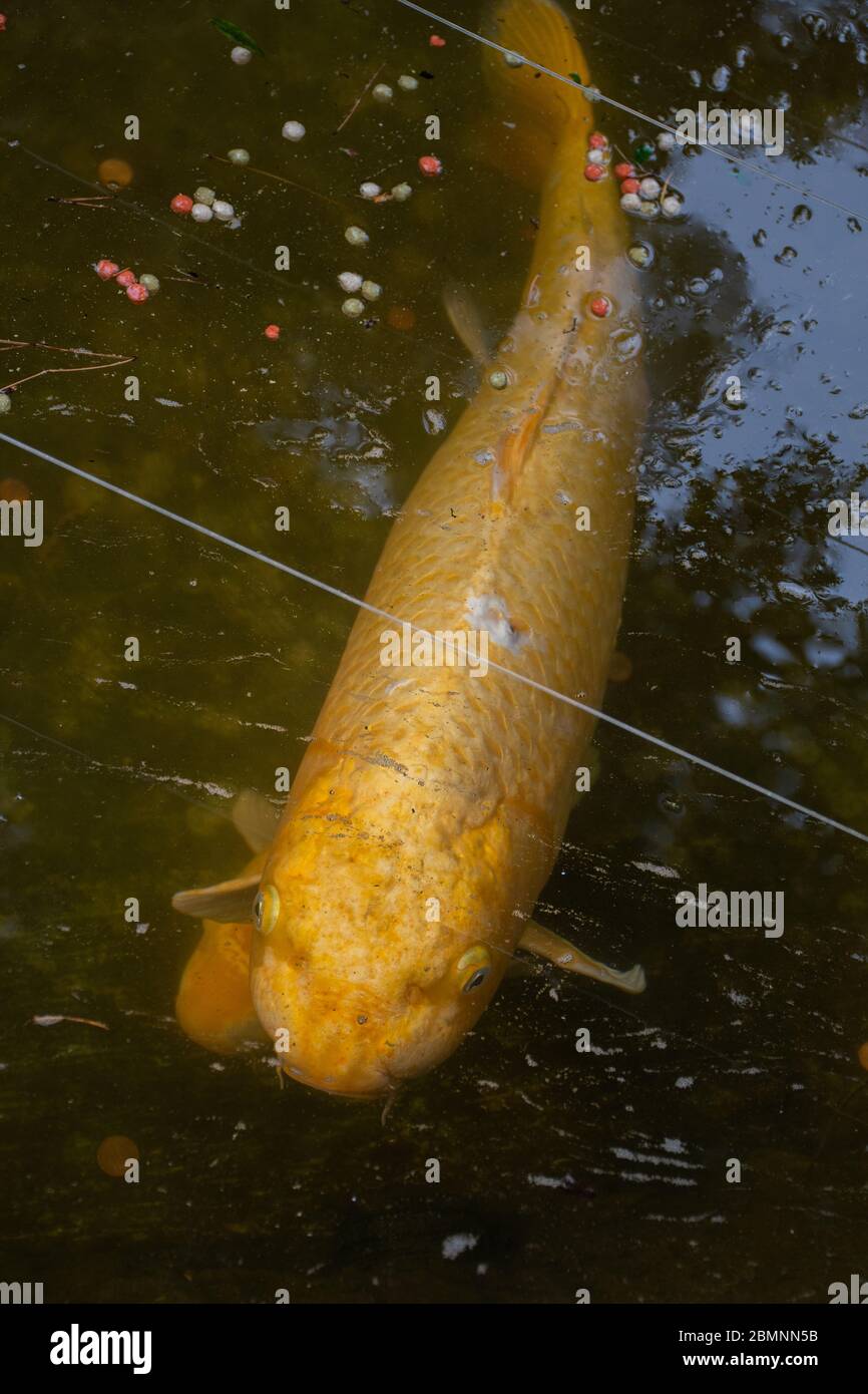 Colorful fancy carp fish, koi fish Stock Photo - Alamy