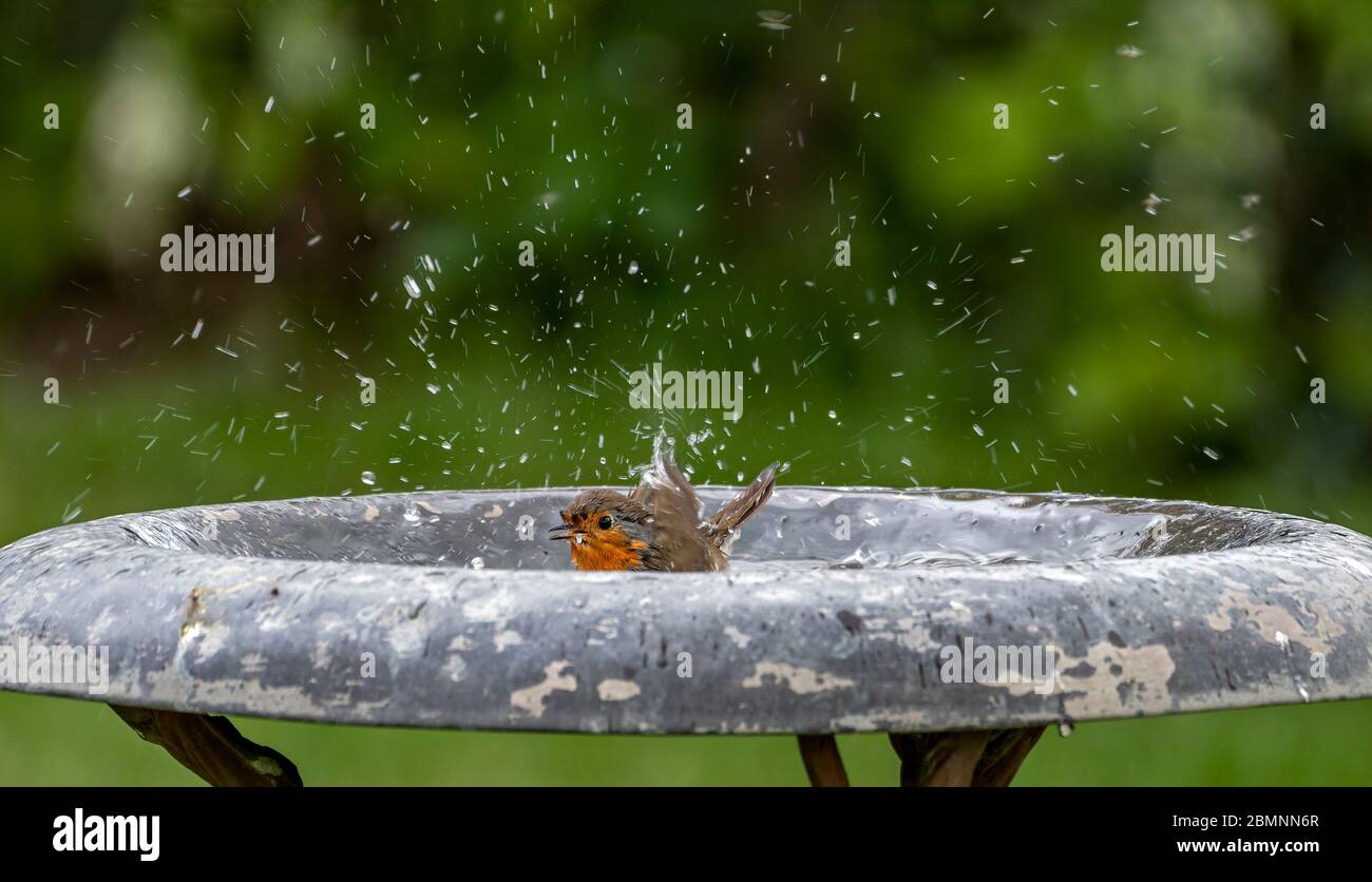 Robin redbreast Erithacus rubecula splashing around in a bird bath ...