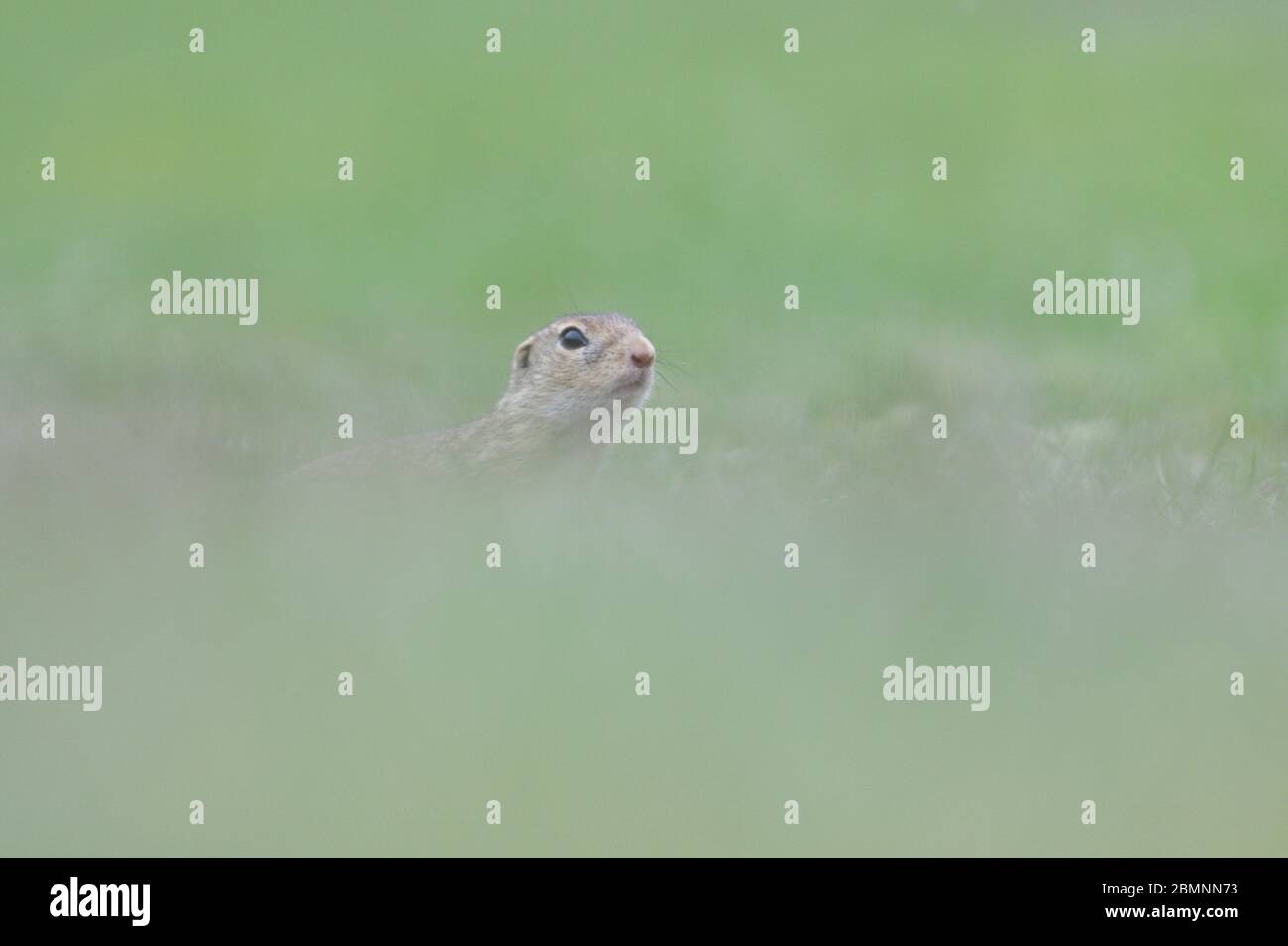 Ground squirrel keeps food in the front paws and eats in the grass ...