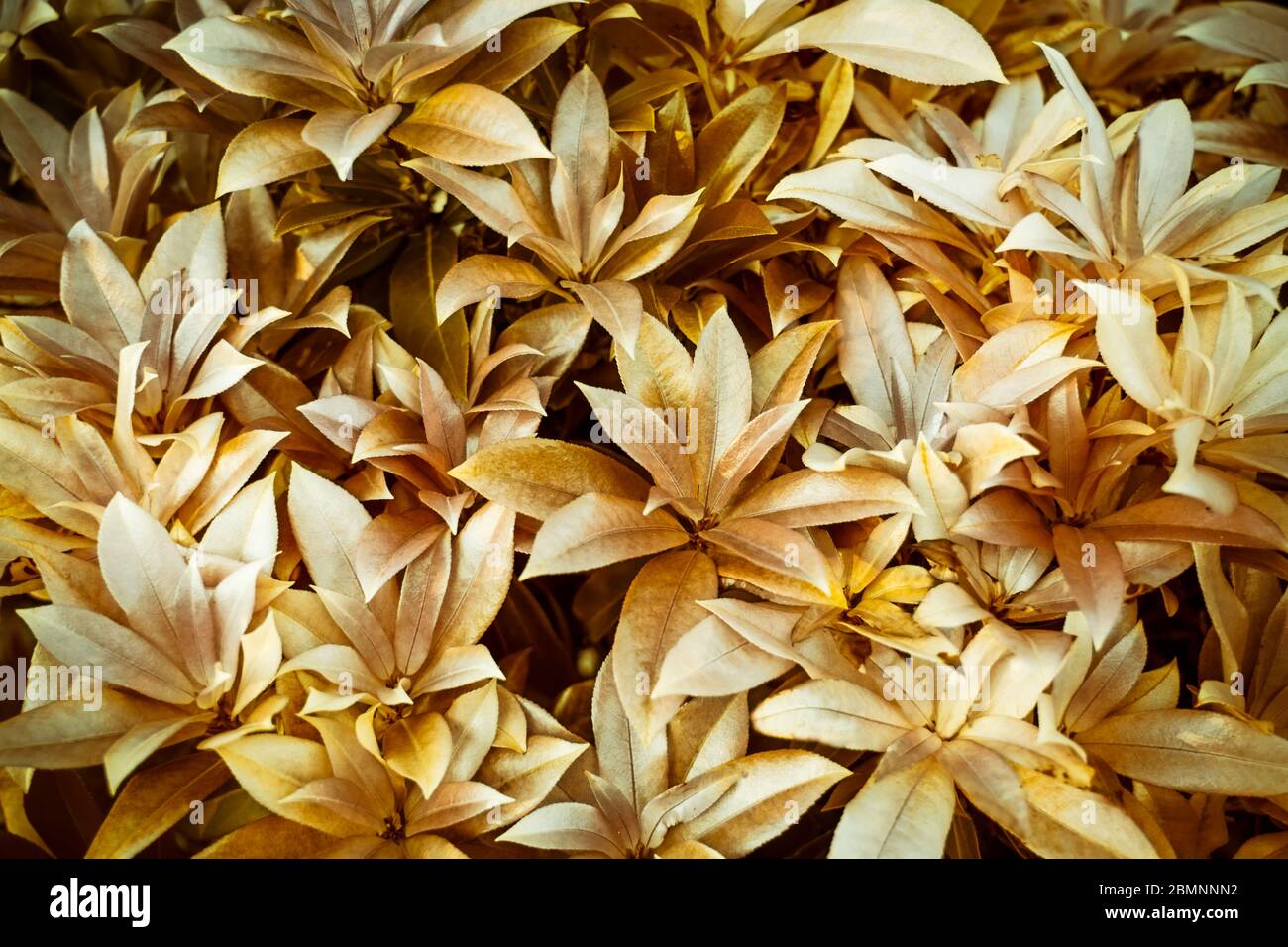 Golden foliage leaves background. Natural tropical plants in golden ...