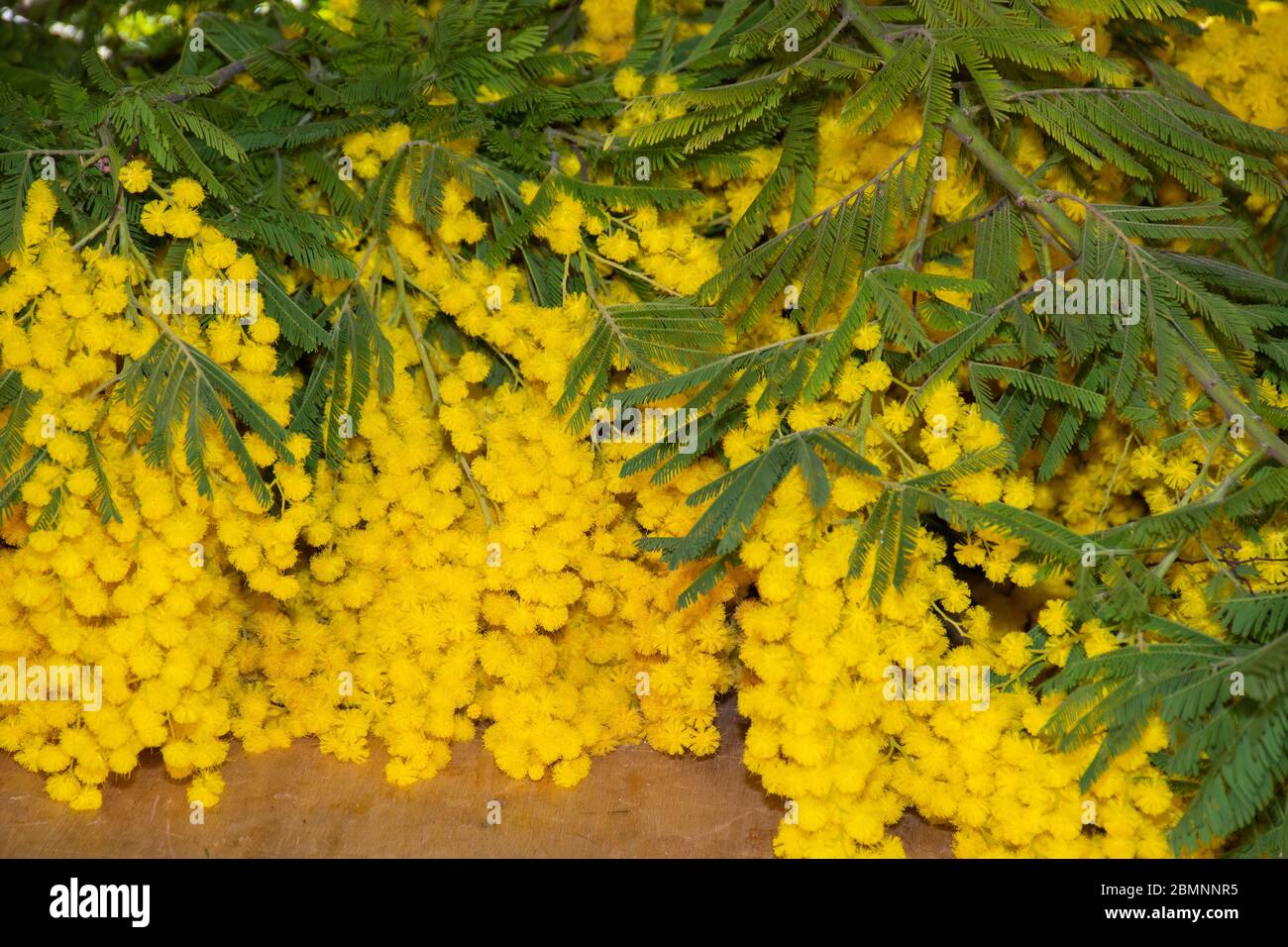 Mimosa (silver wattle) flowers bouquet full frame background, ideal for ...